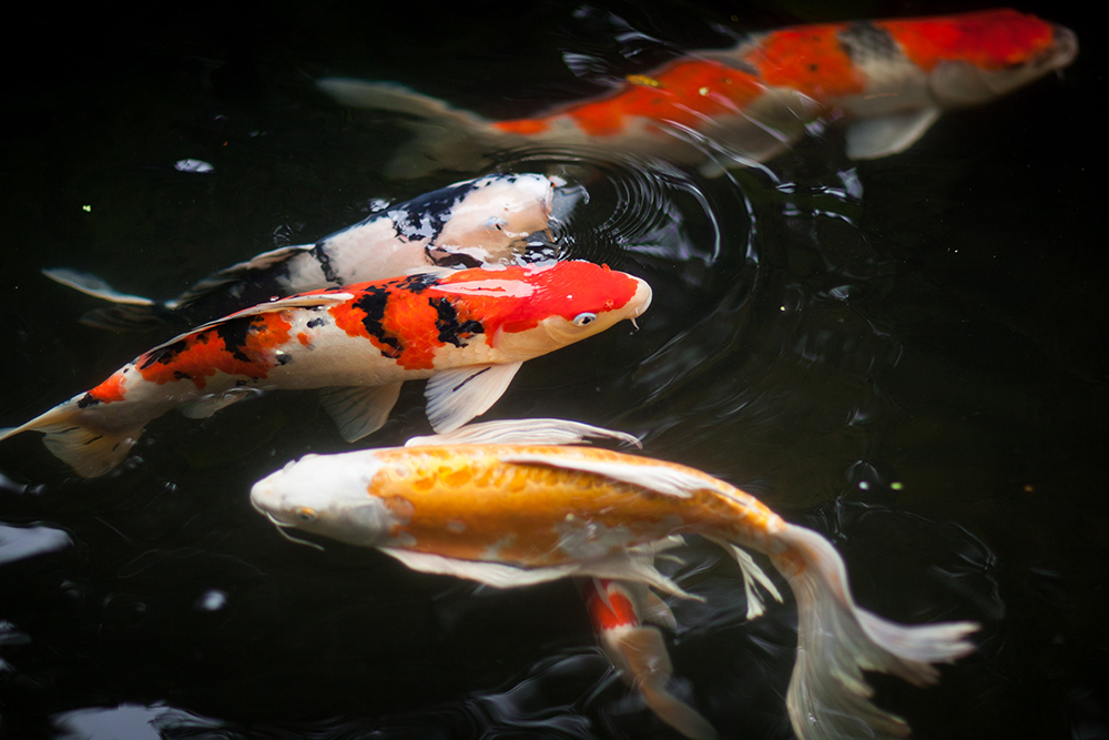 Visionary Aquatic Designs: Koi are ornamental varieties of domesticated ...