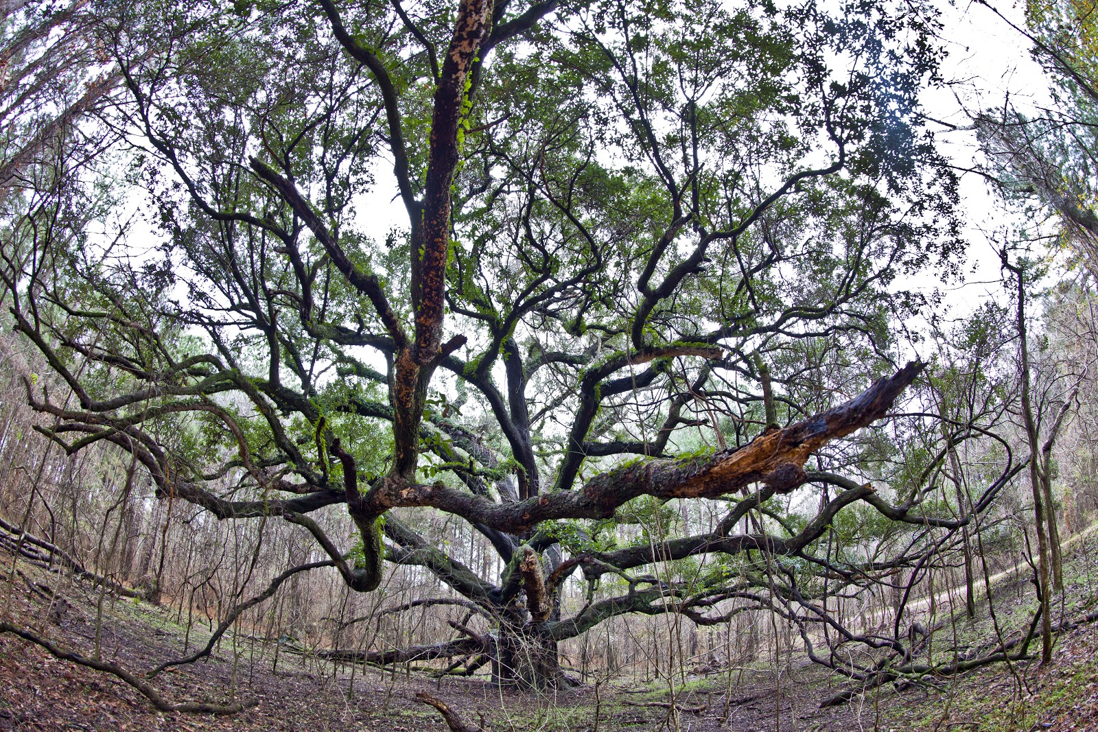 Marty Kittrell: Windsor Ruin's Majestic Oaks