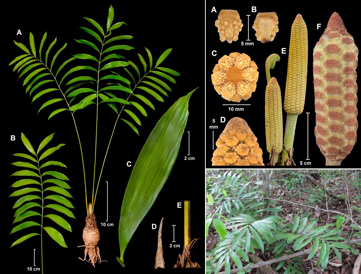 Species New to Science: [Botany • 2019] Zamia brasiliensis (Zamiaceae ...