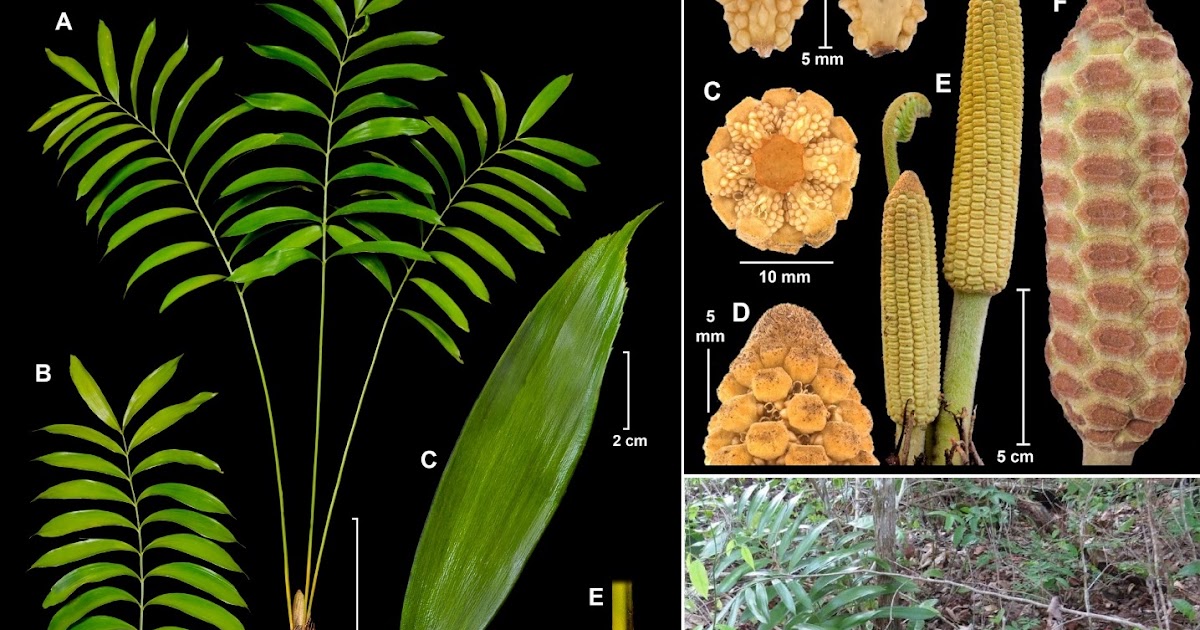 Species New to Science: [Botany • 2019] Zamia brasiliensis (Zamiaceae ...