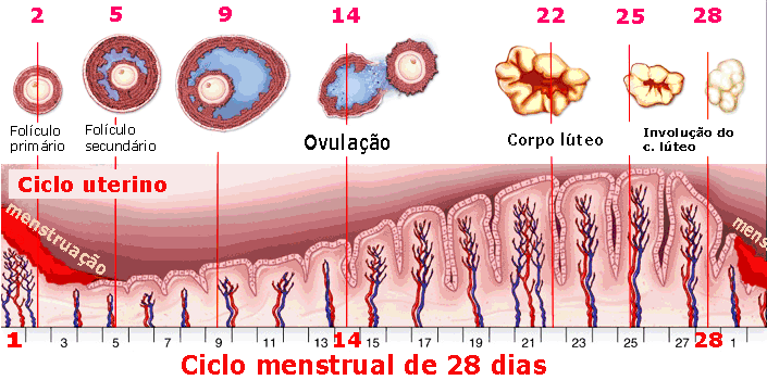 Fisiología del tracto genital femenino: CICLO OVÁRICO Y CICLO ENDOMETRIAL