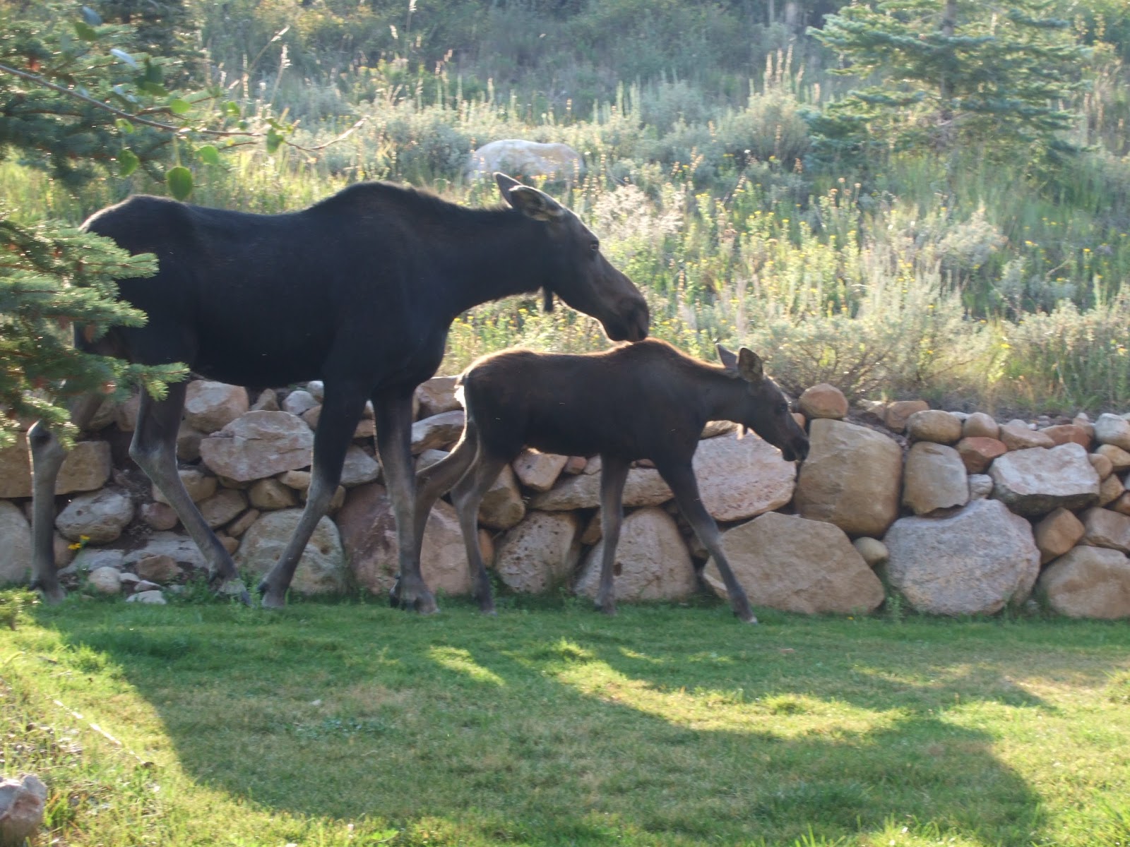 A Good Time or a Good Story: Many Much Moosen