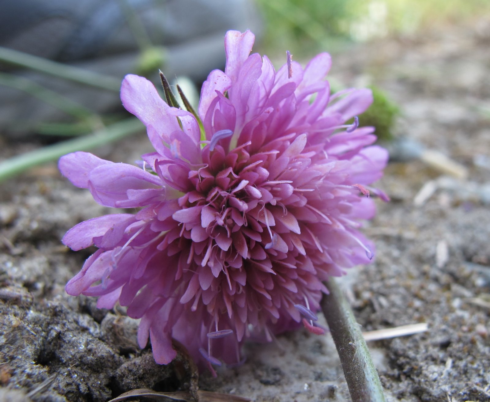 FLORA NEL SALENTO e.. anche altrove: Knautia arvensis (L.) Coult ...