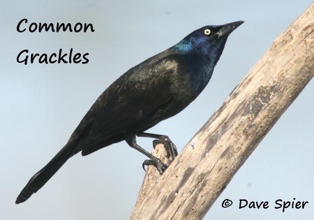 northeast naturalist: Grackles