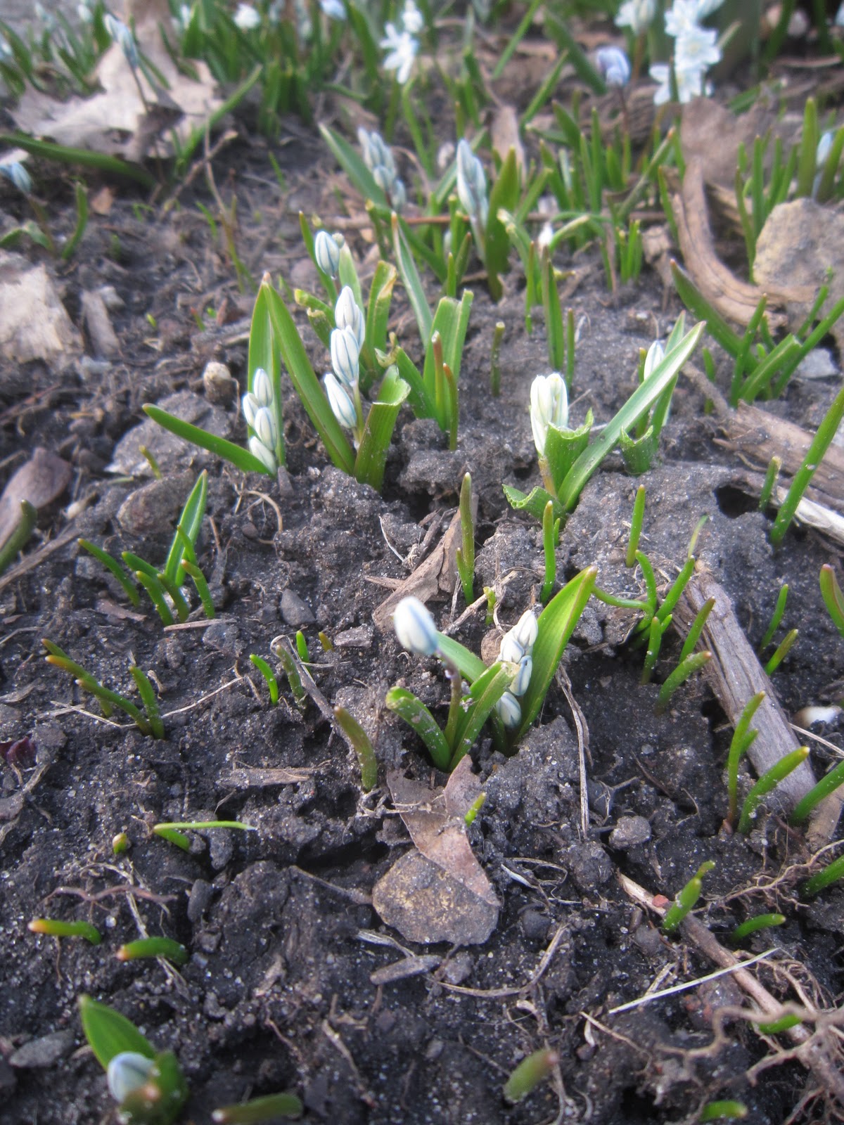 Chuck Does Art: Identifying bulbs growing in early spring by shoots