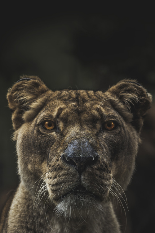 daily timewaster: The Predator's Stare