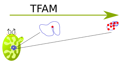 Imperial Mitochondriacs: Cross-strand binding of TFAM to a single mtDNA ...
