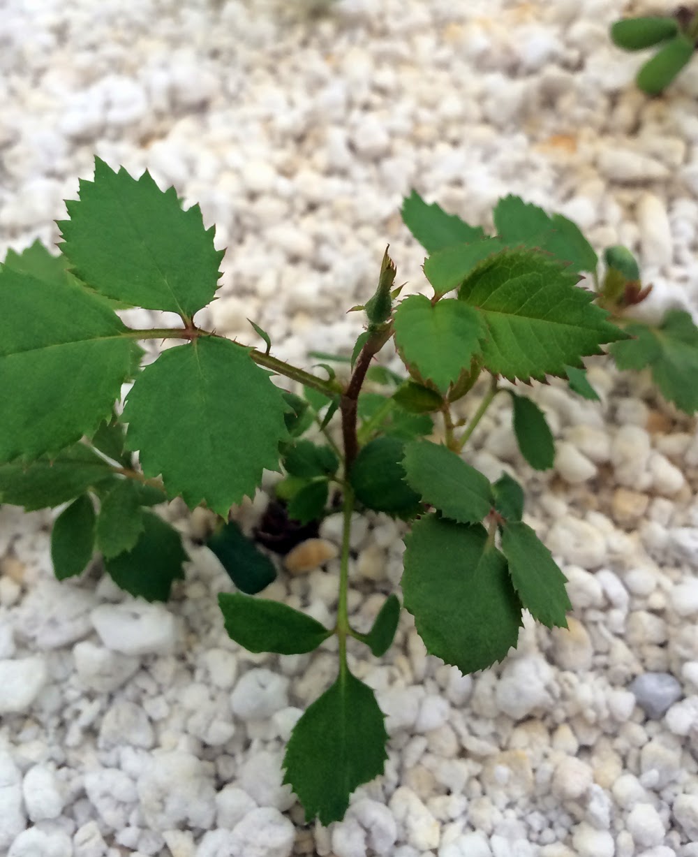 Rose Hybridizing: March 2015