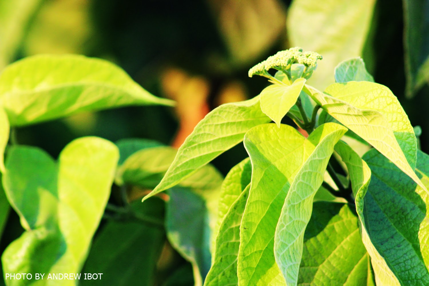 Ako si ANDREW IBOT!: Alagaw (Premna Odorata Blanco)