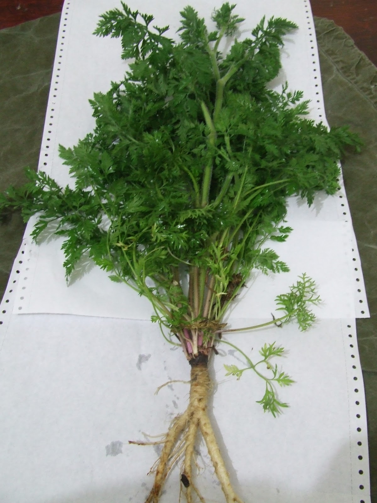 Timp liber: Din nou catre releu si despre cateva balarii intalnite in cale