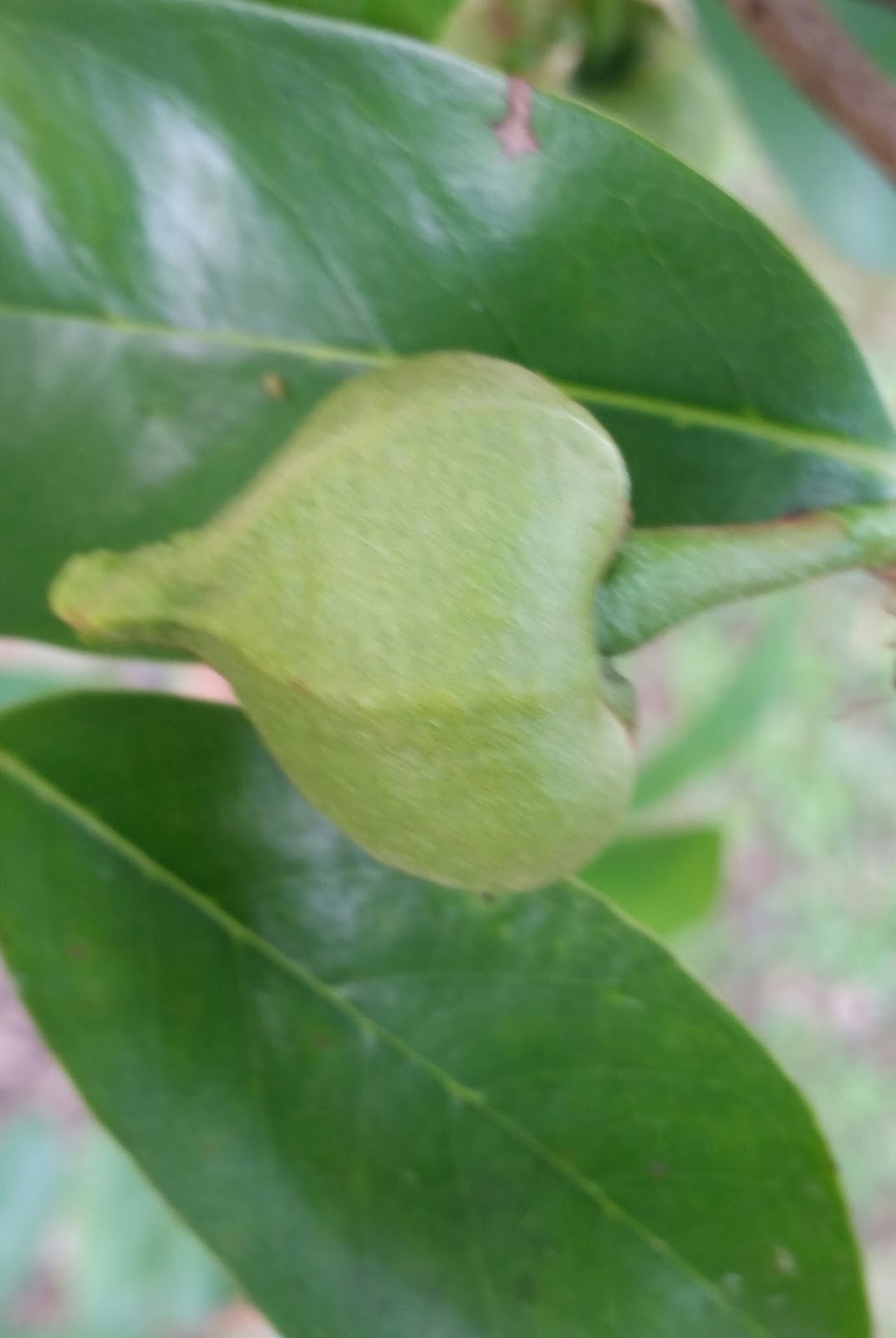 Warisan Petani: Tanaman Durian Belanda.