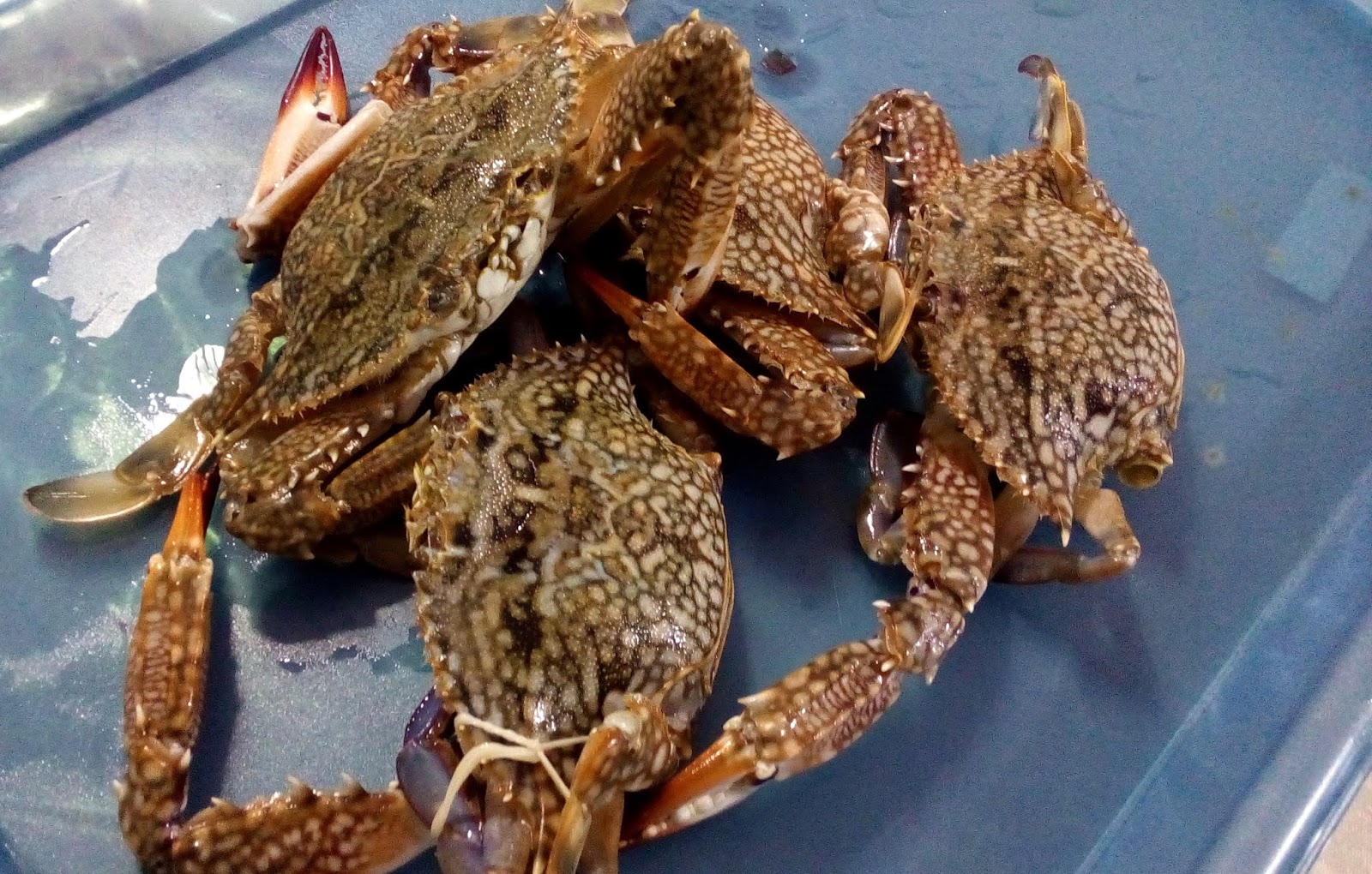 SurayaMSyed: Ketam Masak Lemak Cili Padi untuk menantu ku