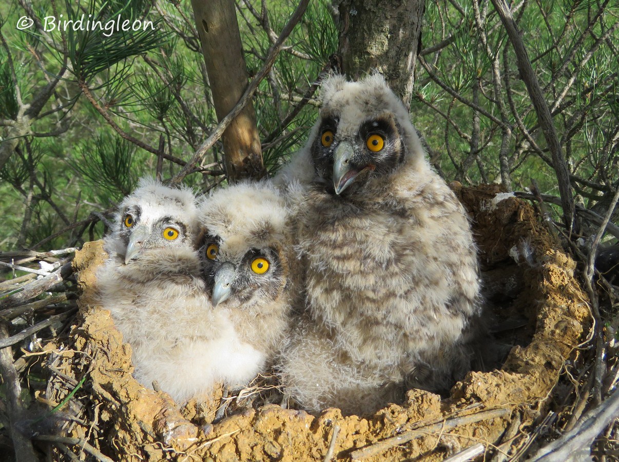 BIRDINGLEON: Nido de BÚHO CHICO.