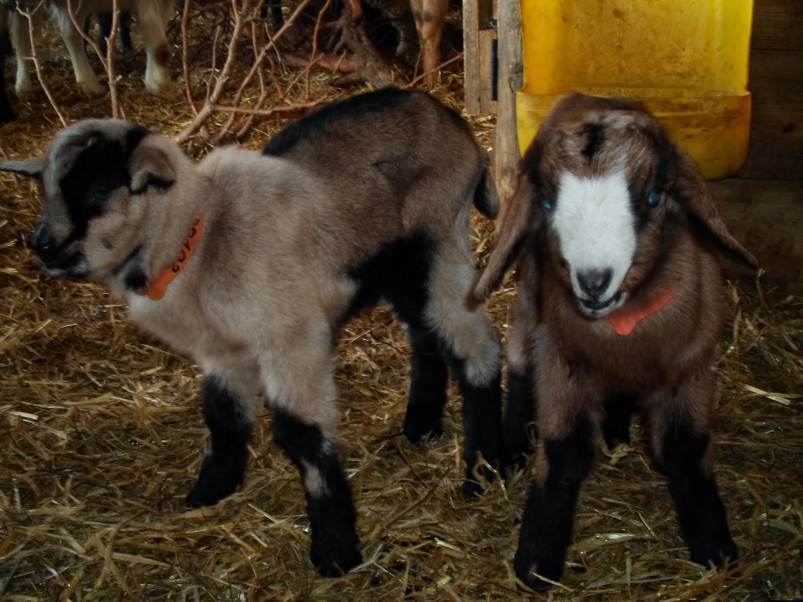 Ferme du coq à l'âne 05: Naissance des chevreaux