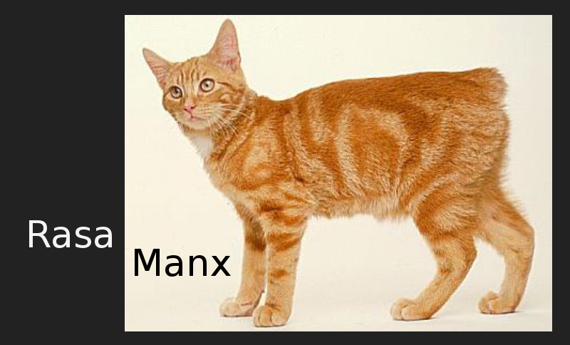 LUMEA PISICEASCĂ: RASE DE PISICI / CAT BREEDS