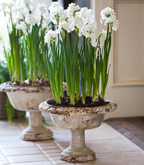 common ground : Paperwhites, Fresh or Faux?