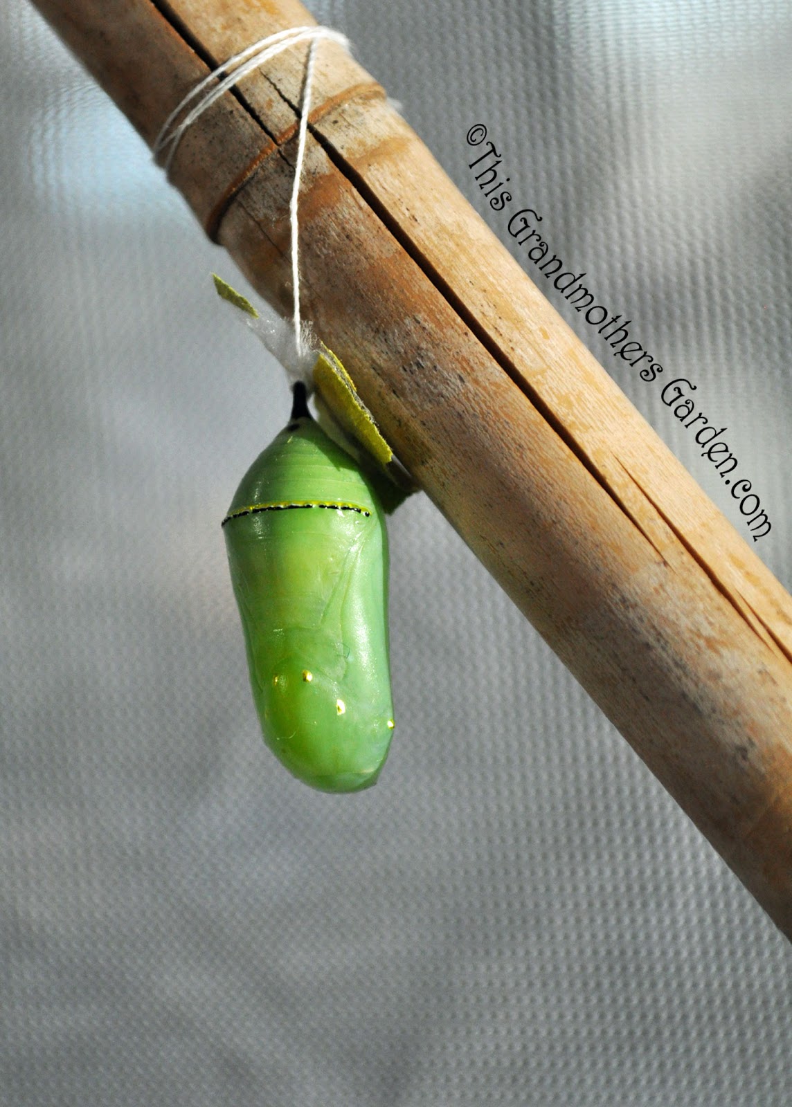 This Grandmother's Garden: Butterfly Dreams Part Three... Chrysalis!