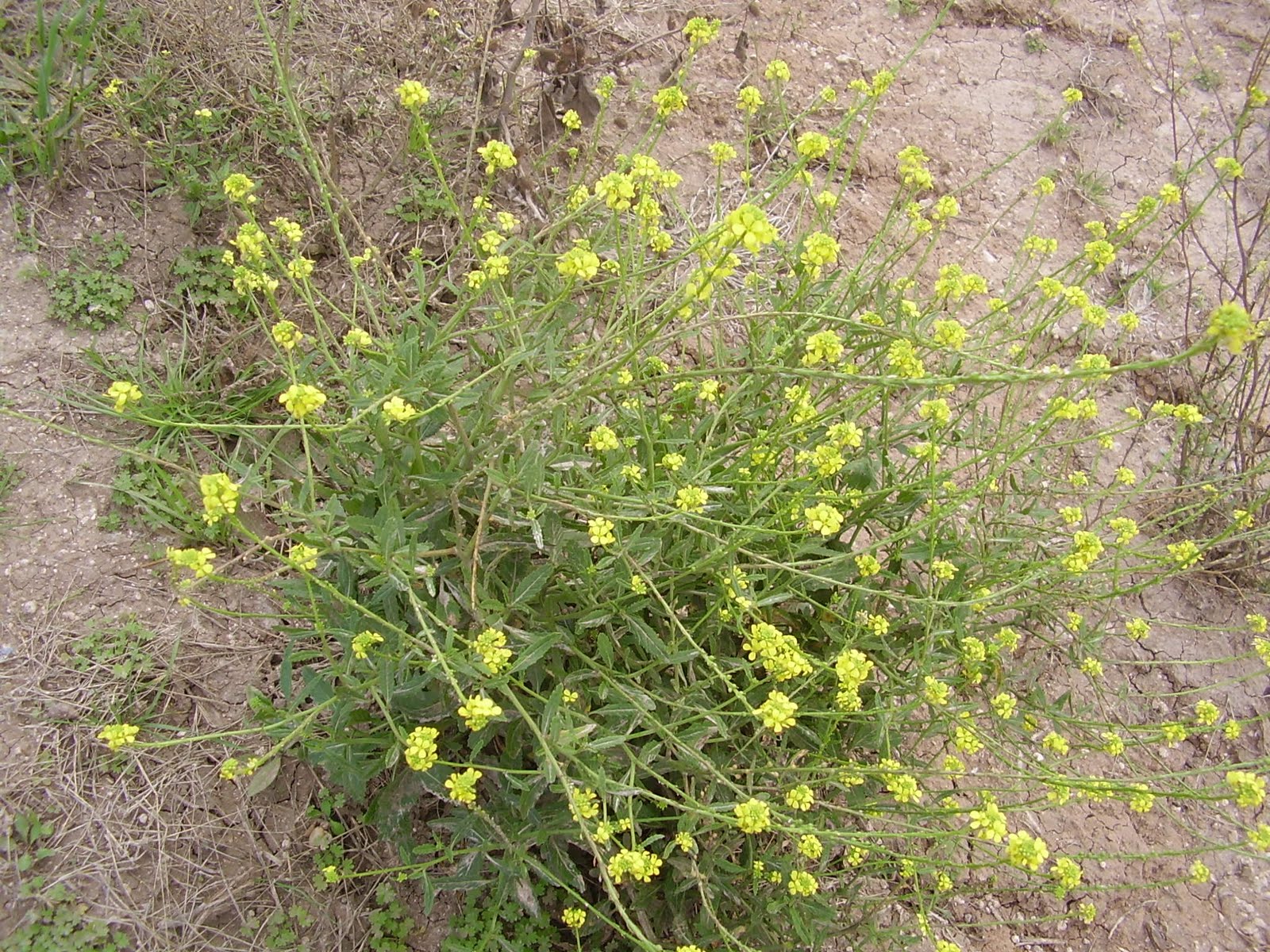 Naturaleza entrerriana: Rapistrum rugosum