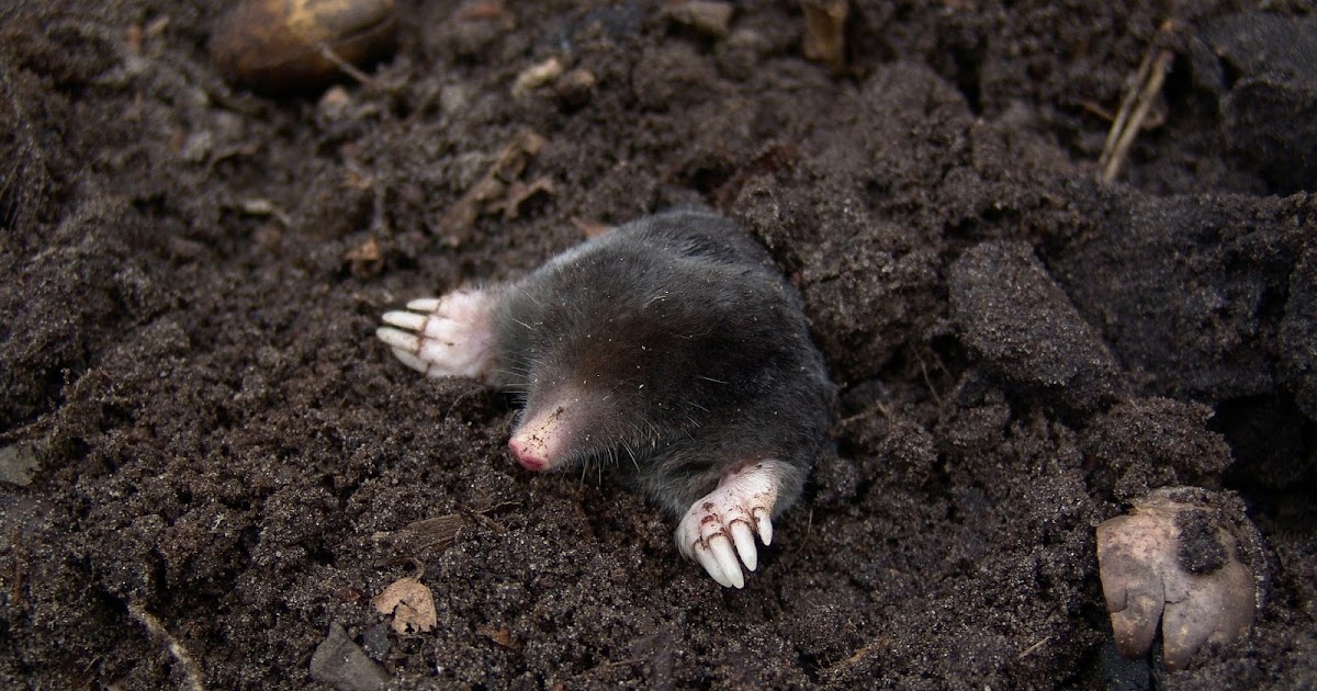 Monday's Mary Oliver- Moles