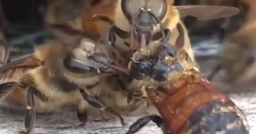 Beekeeper Captures Powerful Moment When Bees Come Together To Save ...