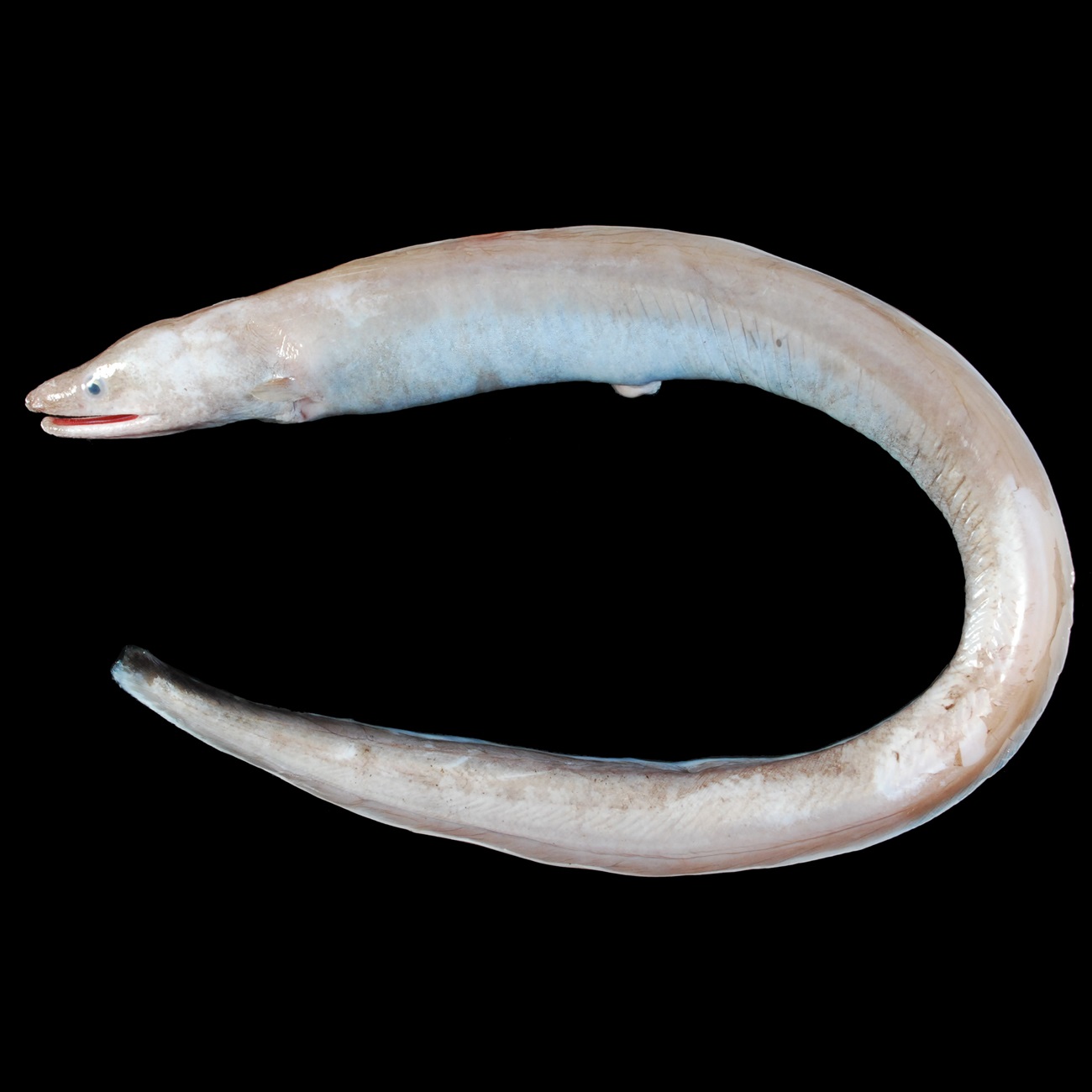 Species New to Science: [Ichthyology • 2018] Dysommina orientalis • A ...