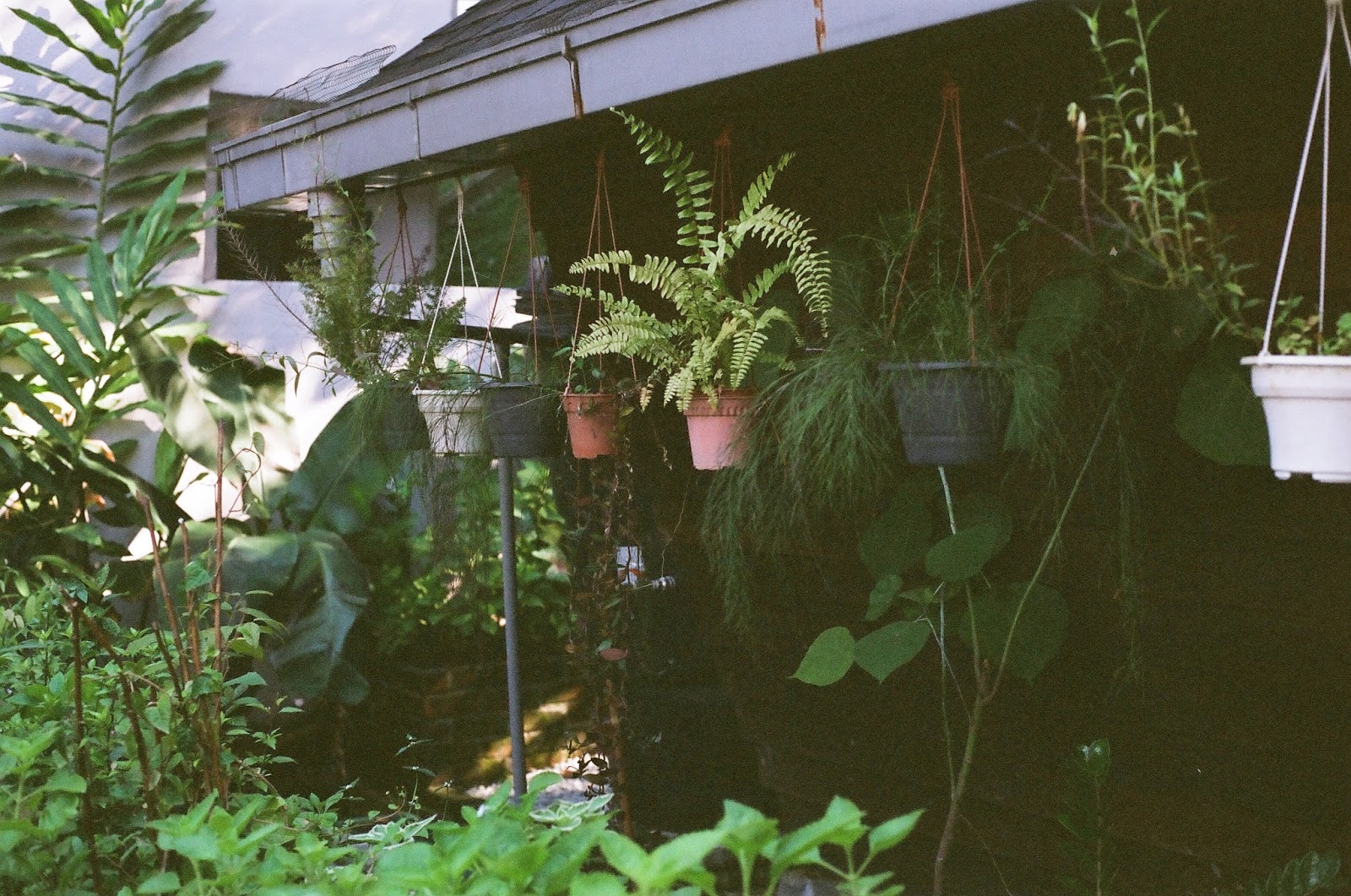 Baida Hercus - On saving the world one seedling at a time