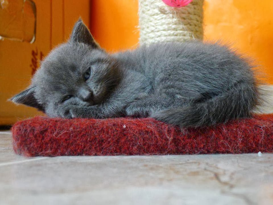 Chartreux Cat | Cute Cats