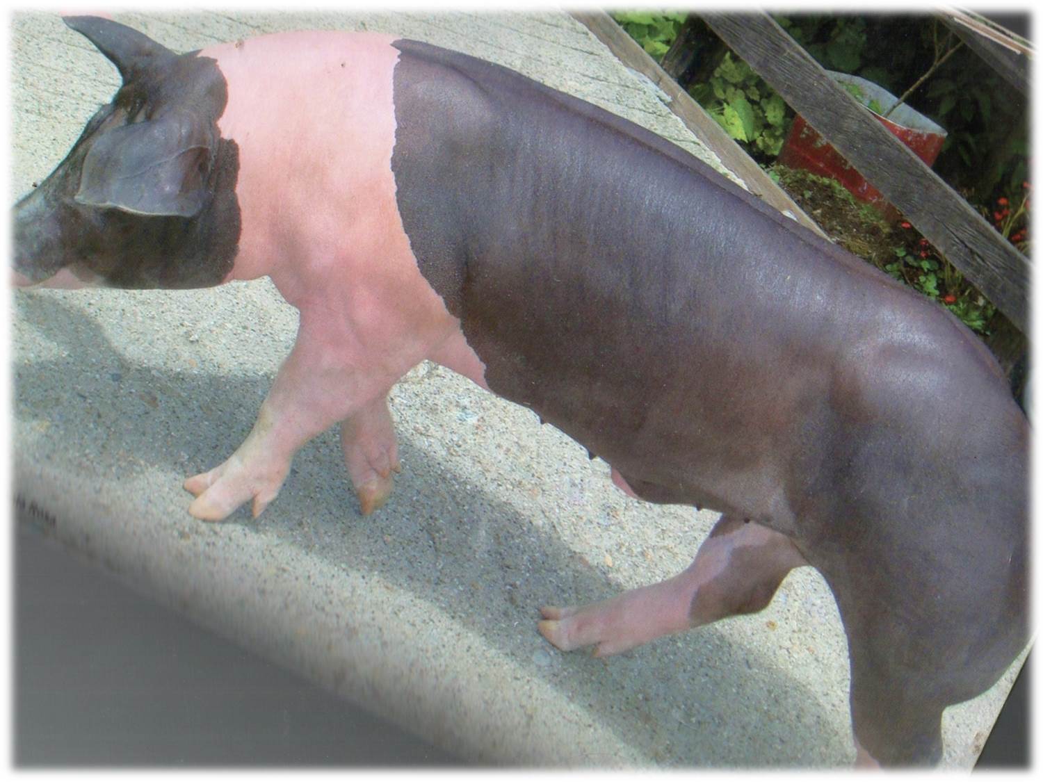 Minor Species Production Technologists (257671), (S.E.N.A) - Apartado ...