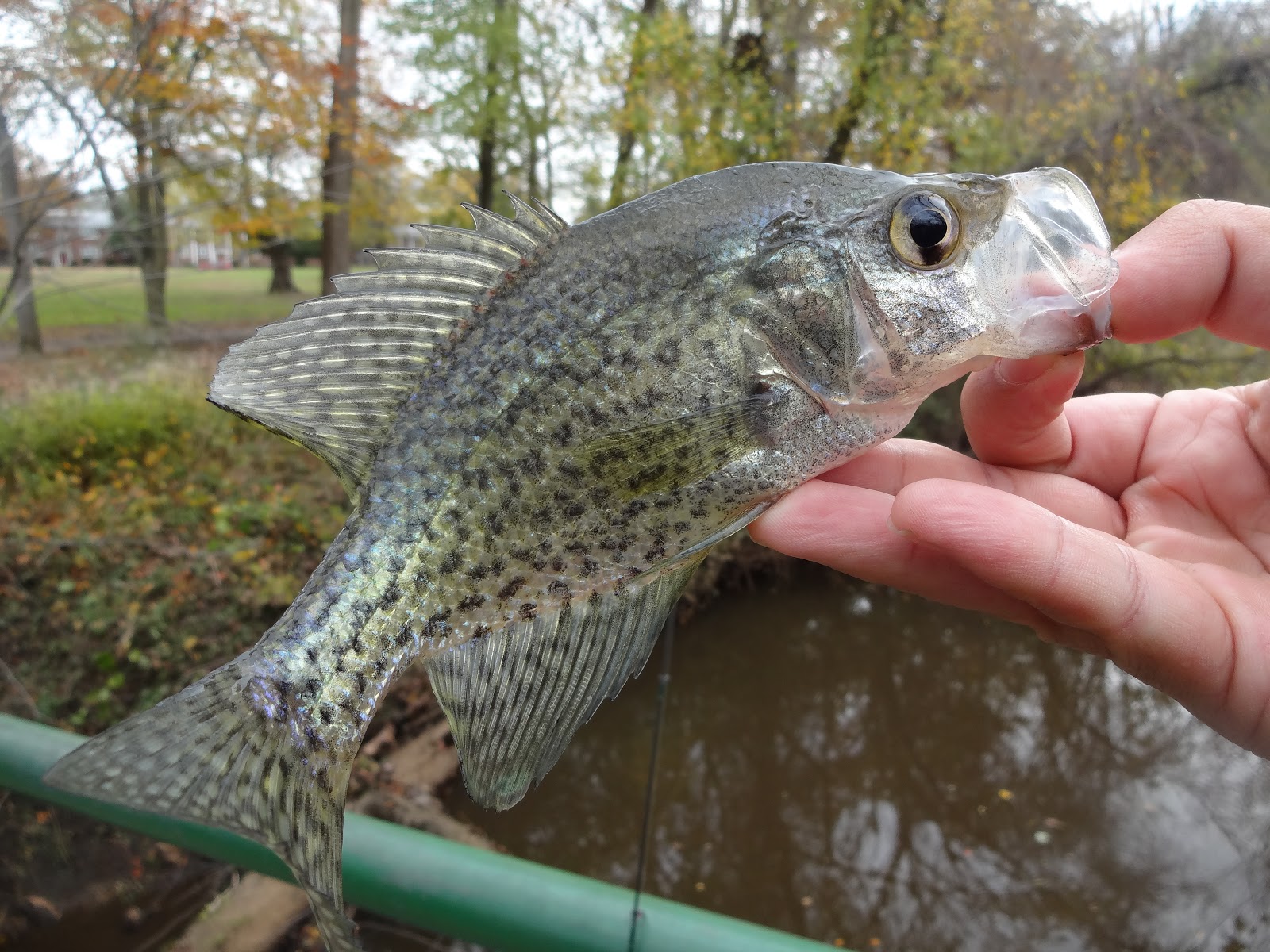 Extreme Philly Fishing: November Fishing Sessions (Last Update: Closed)
