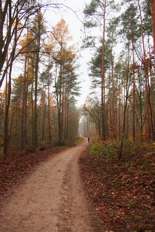 Alergare prin padure, catarare, sauna, Dahlem si dervisi rotitori ...
