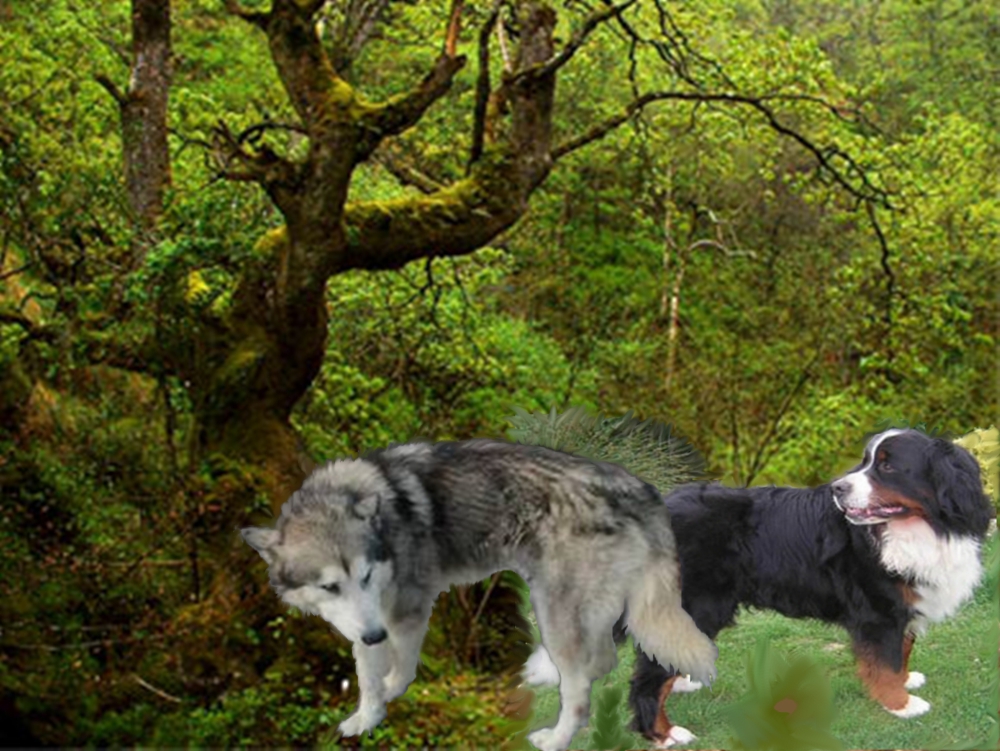 DESDE EL FONDO DE LA DIMENSIÓN DEL ALMA: EL LOBO Y EL PERRO.