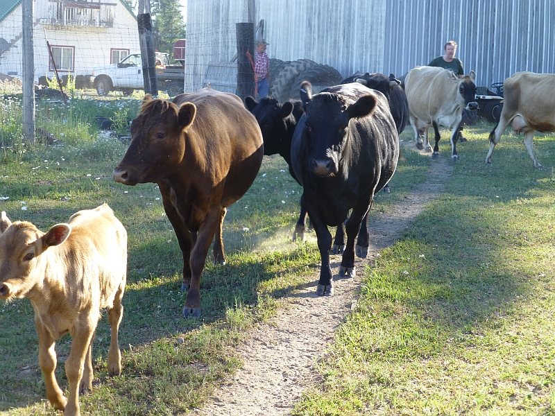 Rural Revolution: Cow matters