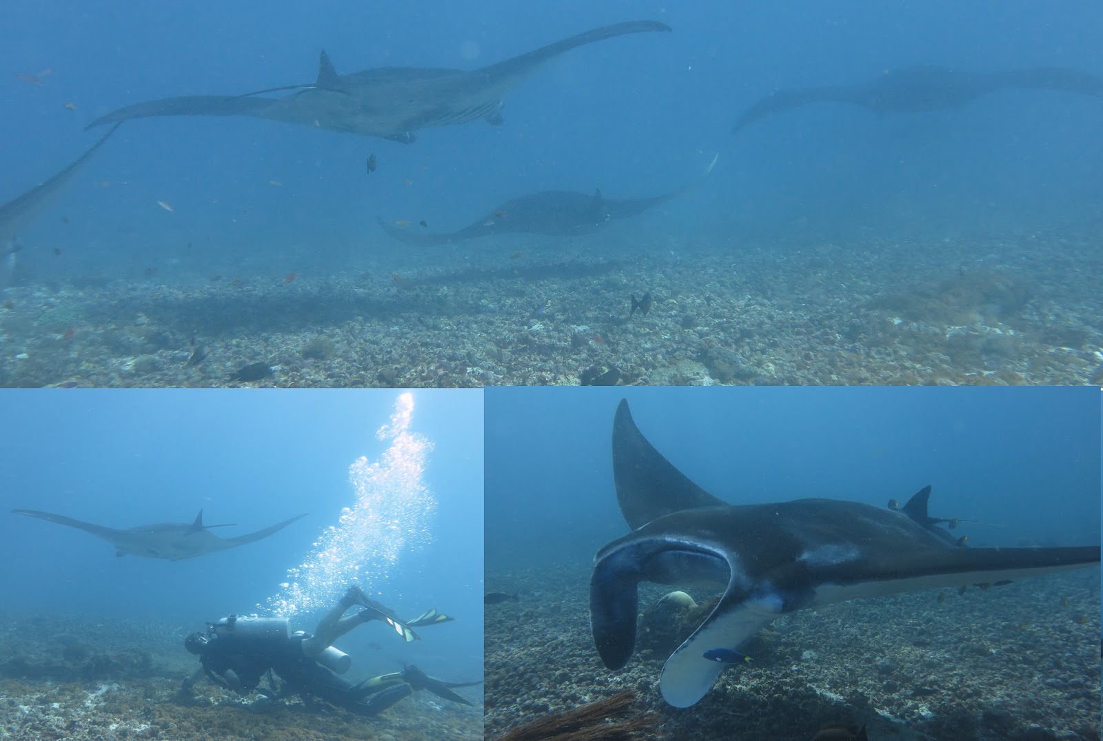 Rubstrid in Australië