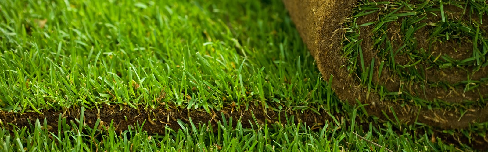 The Turf Company: Tips on How to Choose Your Sod Installation Company!