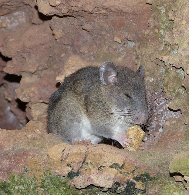 Life on The Edge: Allegheny Woodrat Project 2017