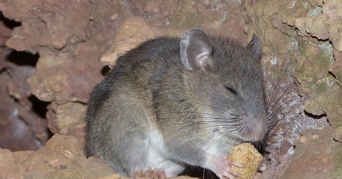 Life on The Edge: Allegheny Woodrat Project 2017