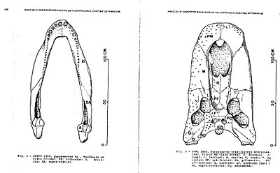 El pantano del Purussaurus (The Purussaurus Swamp): Acerca del caiman ...