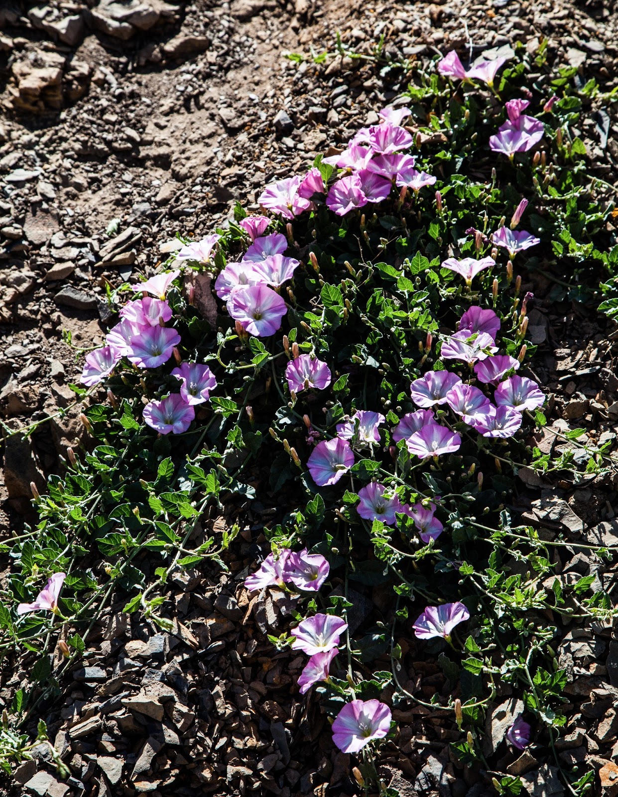 Walking Arizona: Binder Weed