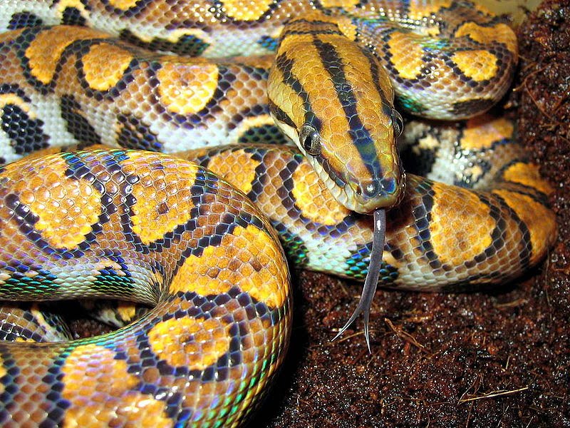 Amazing Colorful Snakes - Most Beautiful Snakes of the World | Most ...