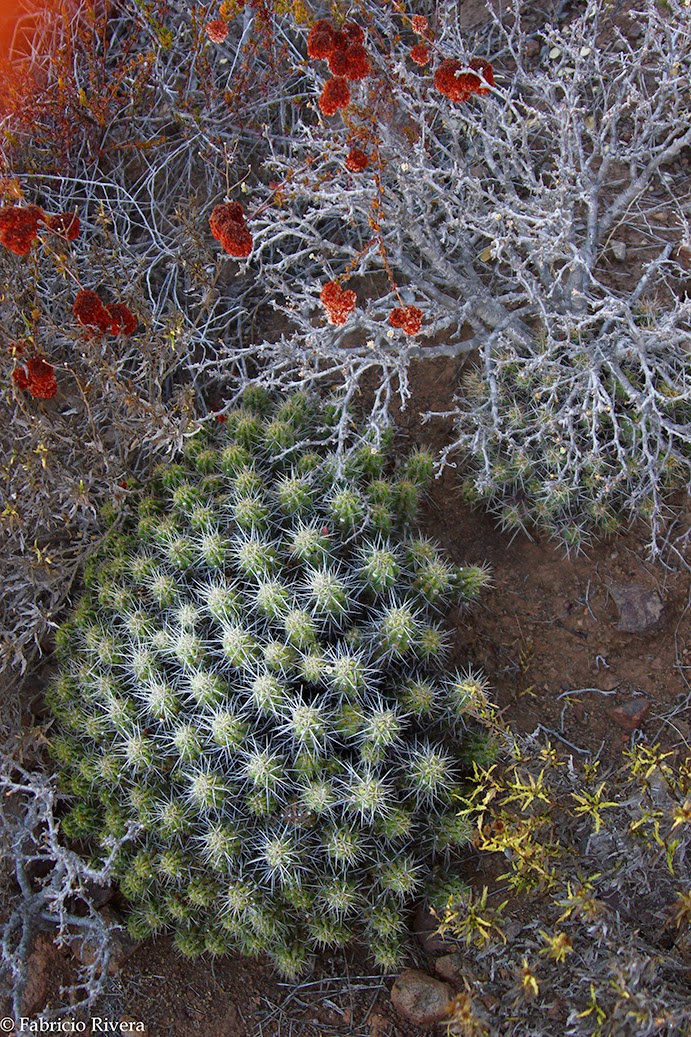 Flora de Baja California: MATORRAL COSTERO