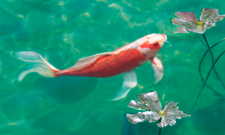 Los Peces Koi y su significado - 「Lost in deep dreams」