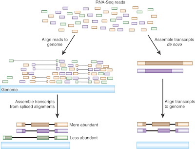 The Friedman Lab Chronicles: Full-length transcriptome assembly from ...