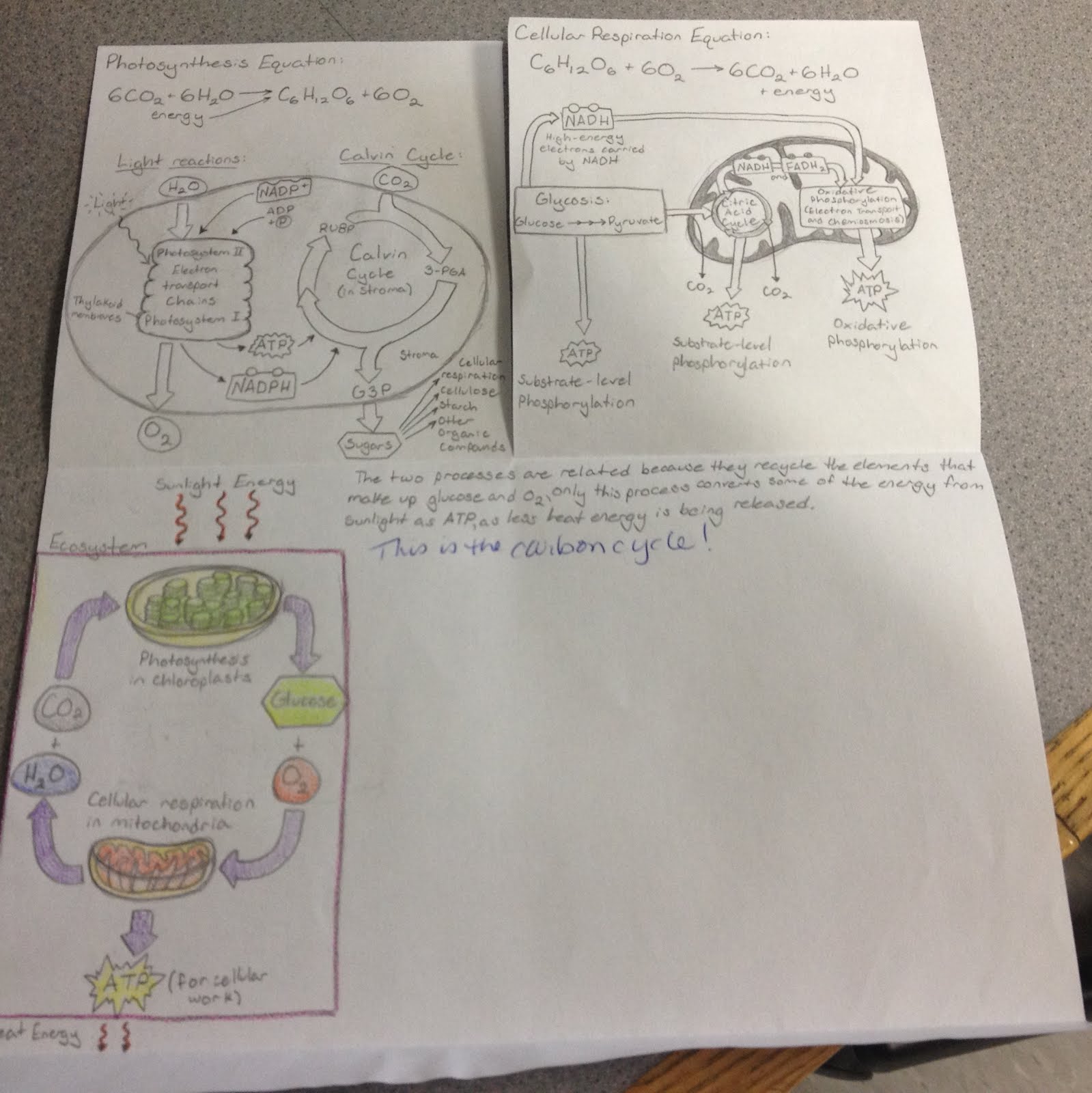 Maryanne's Science Class Ideas: Photosynthesis and Cellular Respiration ...