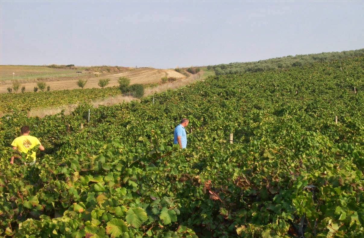 Pala: Interview with Winemaker Fabio Angius - John Fodera's Tuscan Vines