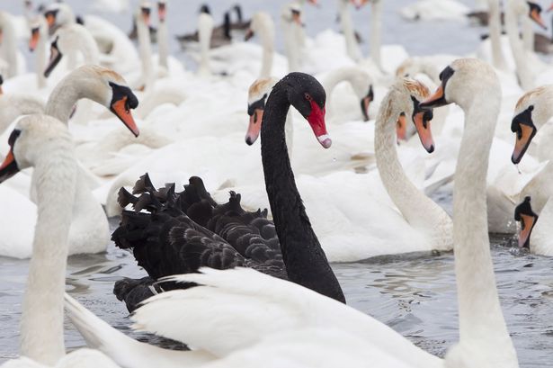 Teal Swan The Back Story Of Sarbdeep Swan teal-swan-the-back-story-of-sarbdeep-swan
