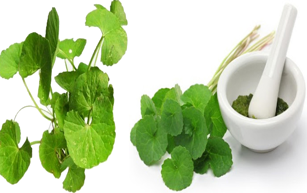 Berbagai Manfaat Daun Pegagan (Centella Asiatica) untuk Kulit serta ...
