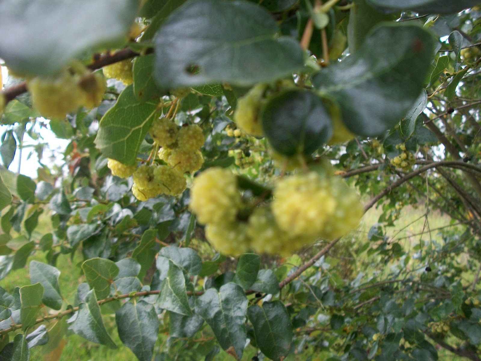 Backtoeden: Galería: Las semillas de los árboles
