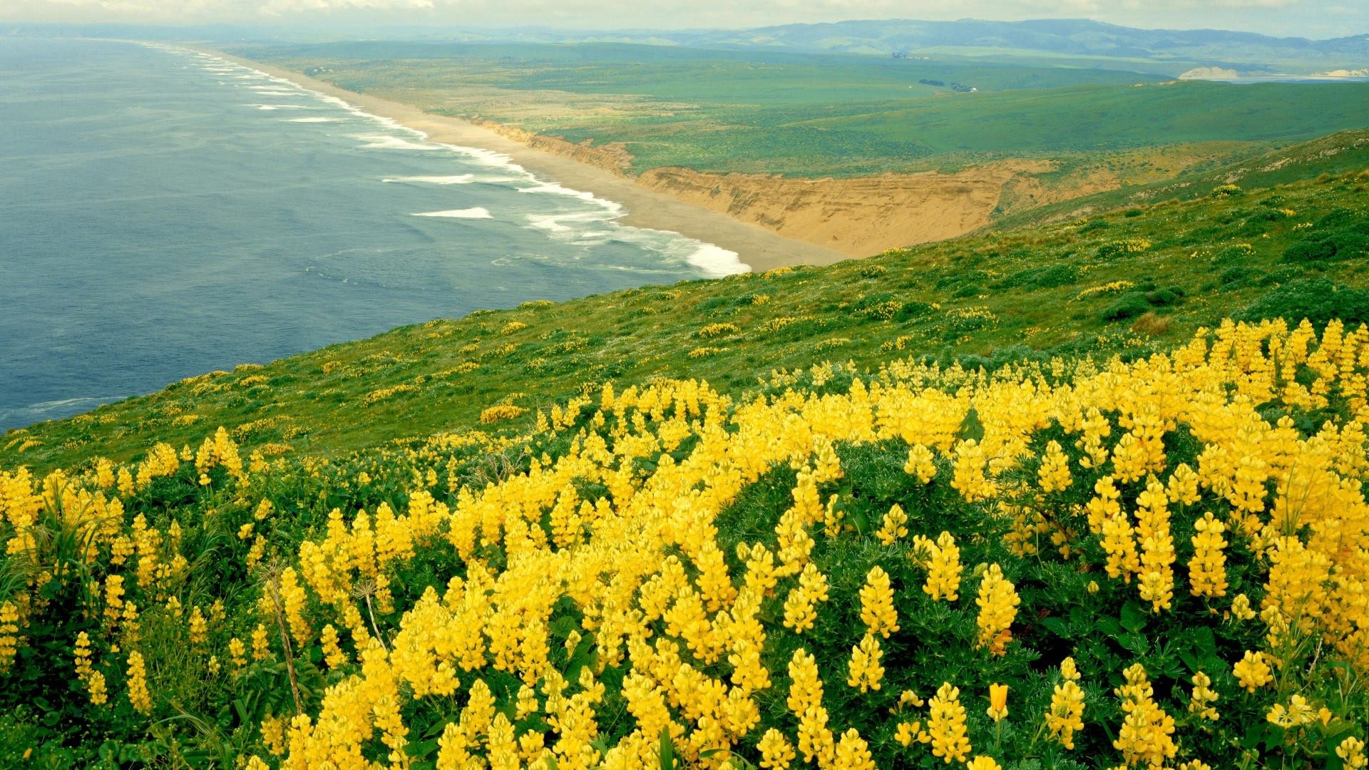Yellow flowers and the Sea - High Definition Wallpapers - HD wallpapers