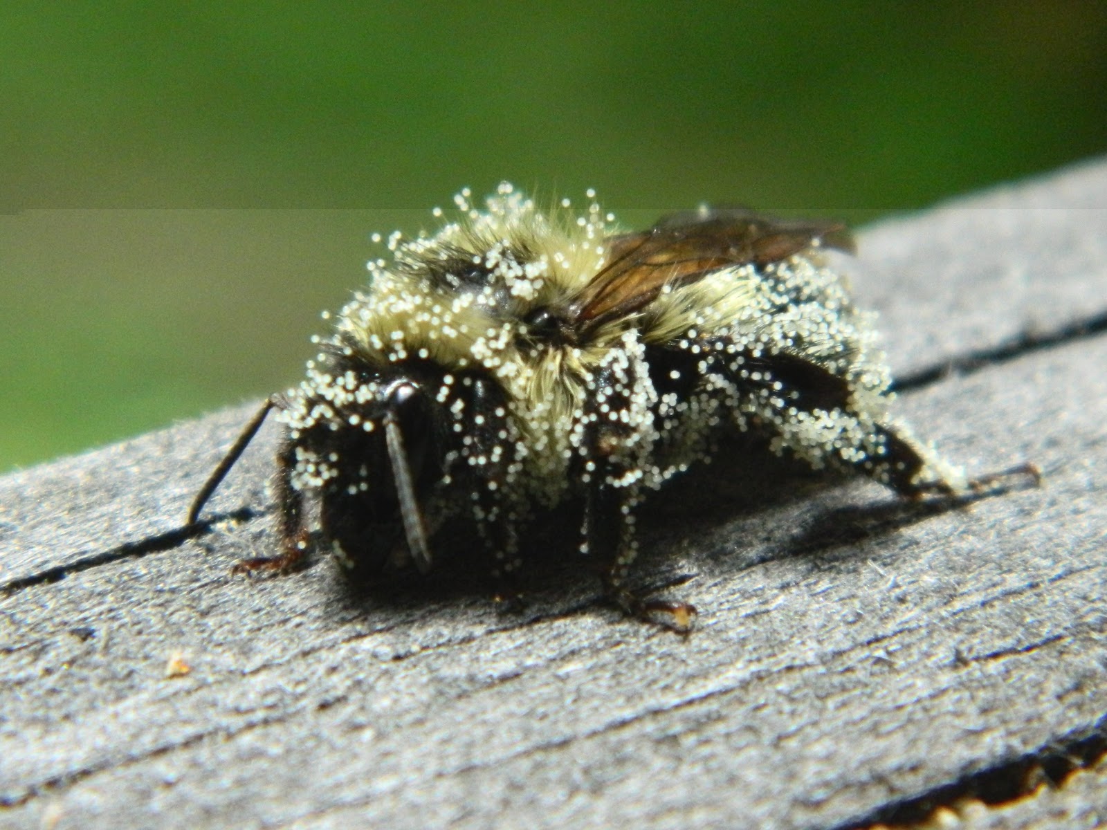 Lise's Log Cabin Life: Our First Fire of the Season & Busy Honey Bees