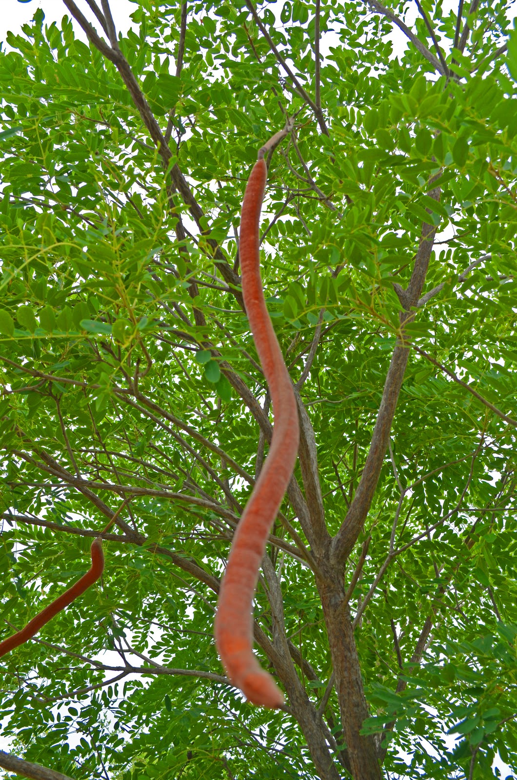 Snapping Africa 2: I took a double take whilst driving in the thick ...